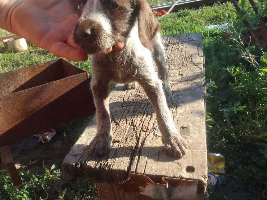 Щенки дратхаара