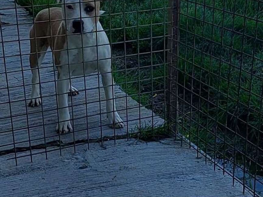 Стаффордширский терьер щенки