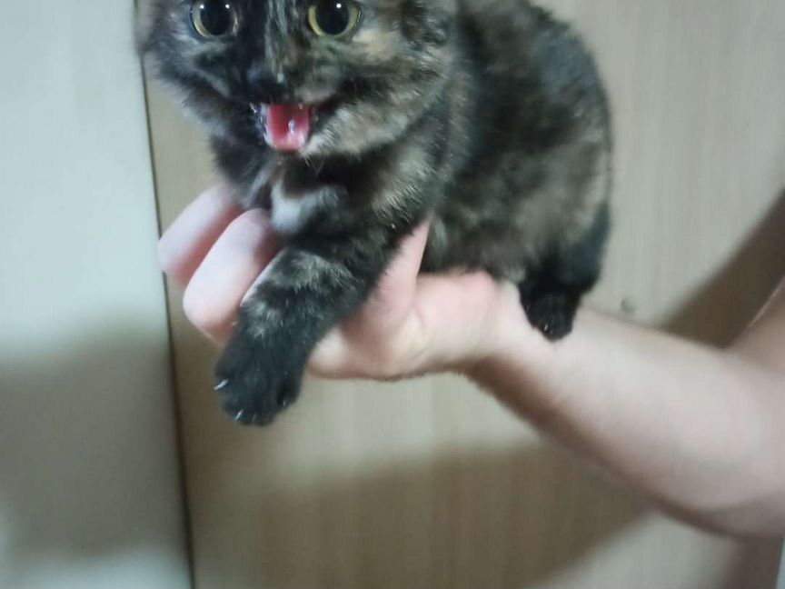 Кошки в добрые руки бесплатно