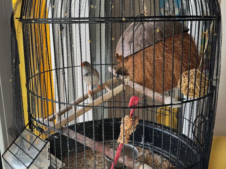 Клетка и амадины