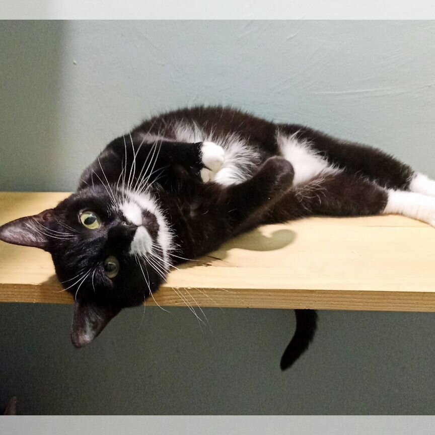 Взрослая, кошка в добрые руки