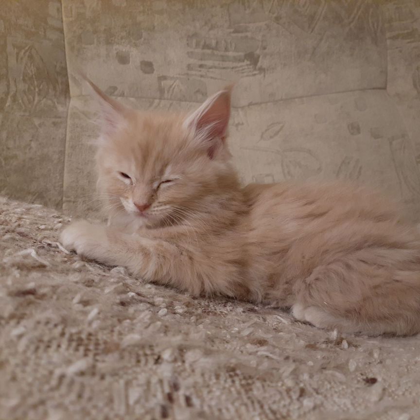 Котенок мэйнкун