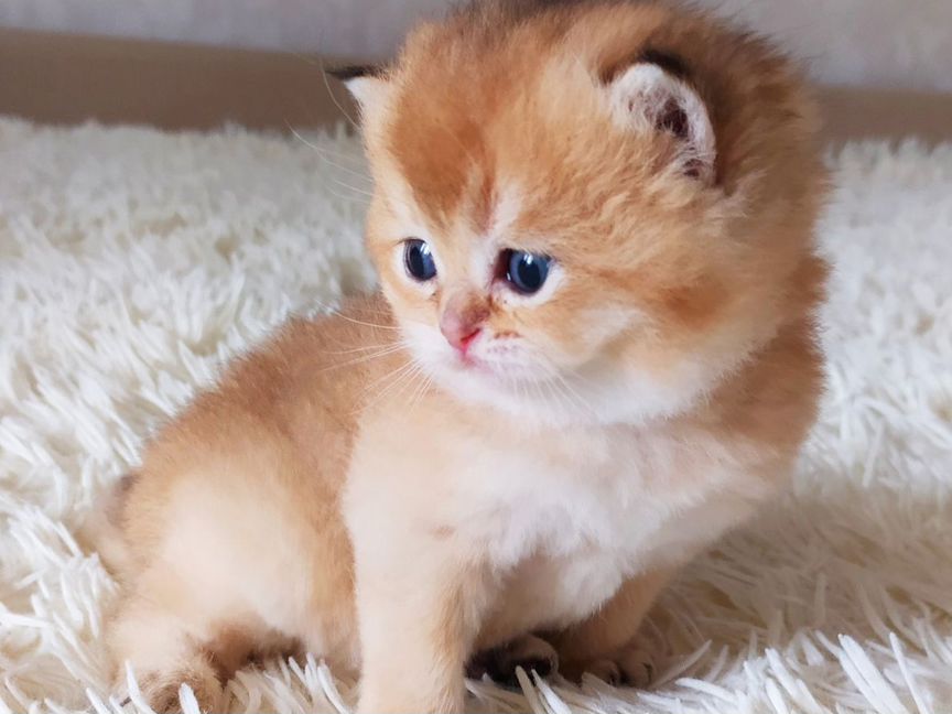 Британские котята золотая шиншилла)