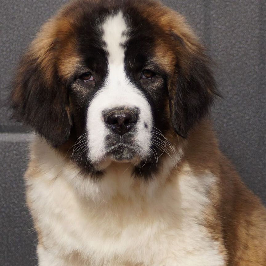 Щенки Московской Сторожевой