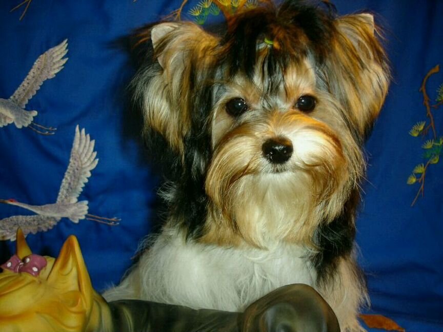 Щенки Бивер