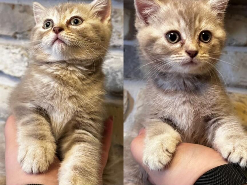 Кошечка Шотландская вислоухая