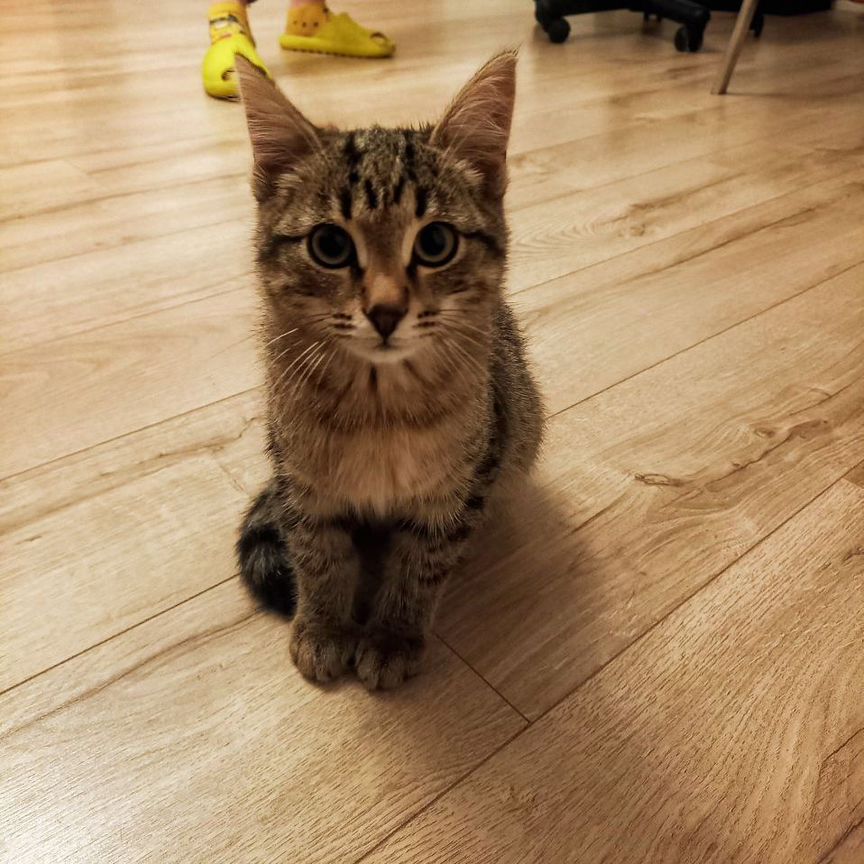 Животное, котенок