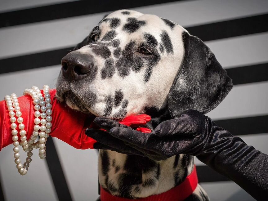 Щенки далматина