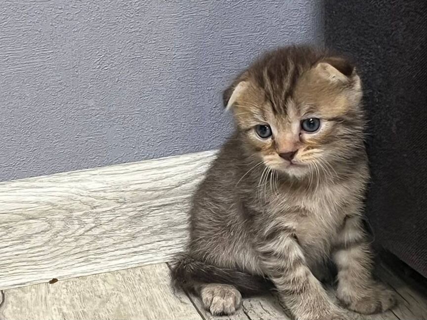 Шотландский вислоухий котенок