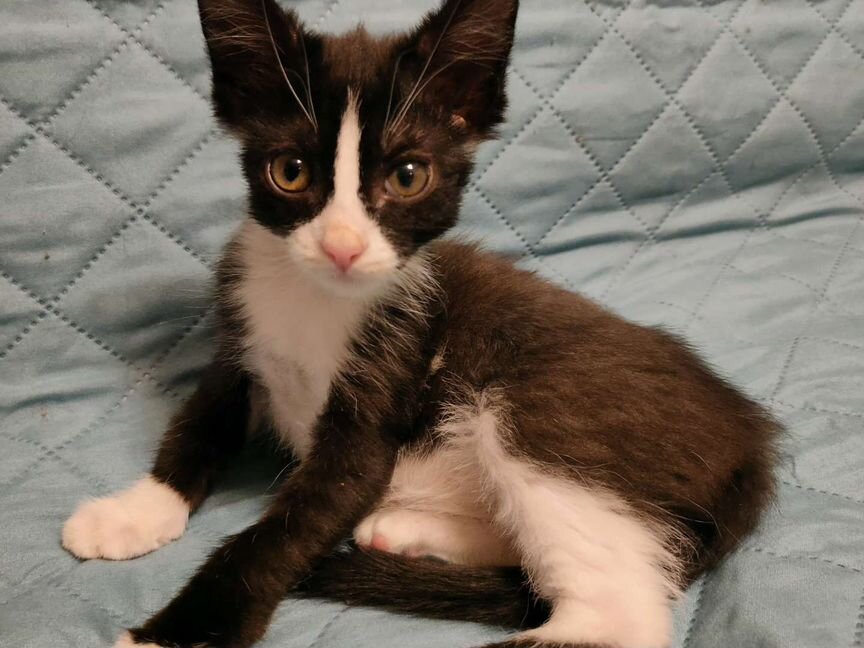 Котята девочки 3 месяца