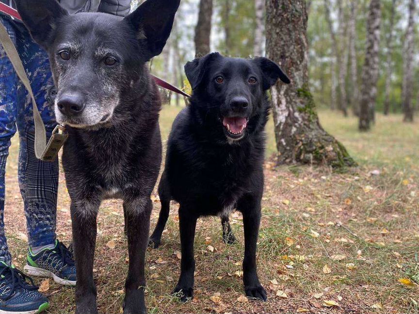 Собака Черныш в добрые руки