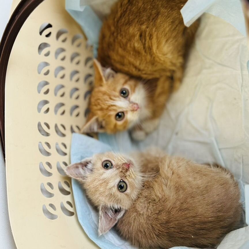 Рыжие котята (девочки) ждут салих родителей