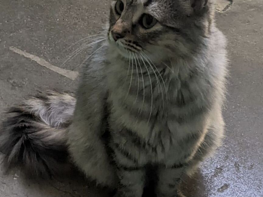 Кошка бесплатно