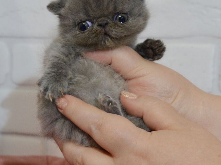 Малыш Элтон