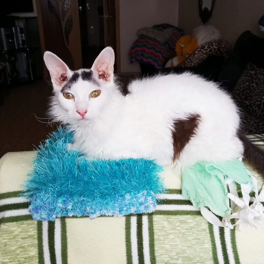 Кошечка-подросток в добрые руки