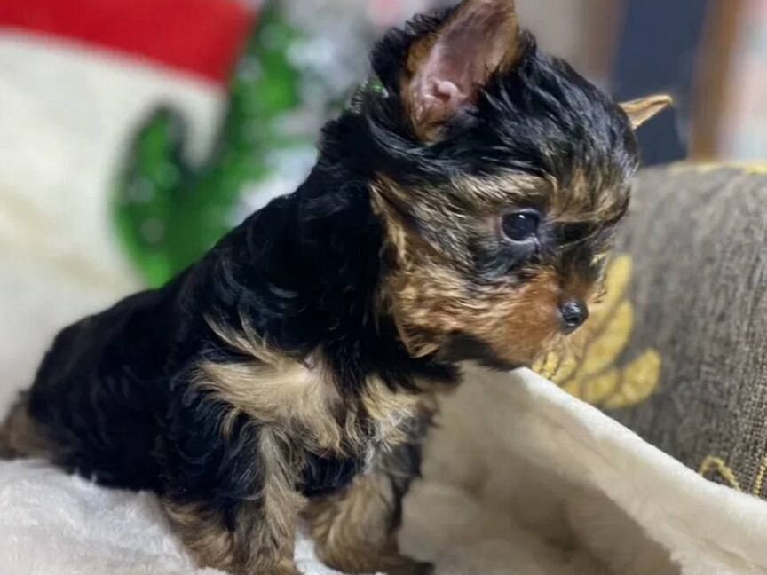 Йоркширский терьер