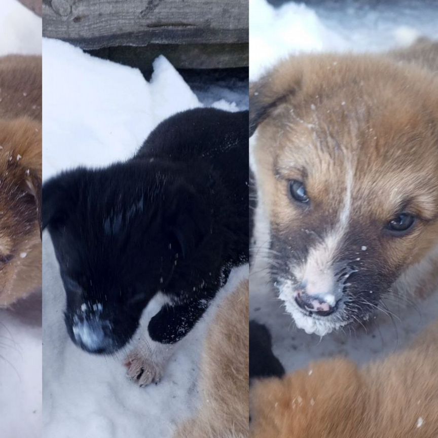 Щенок в добрые руки