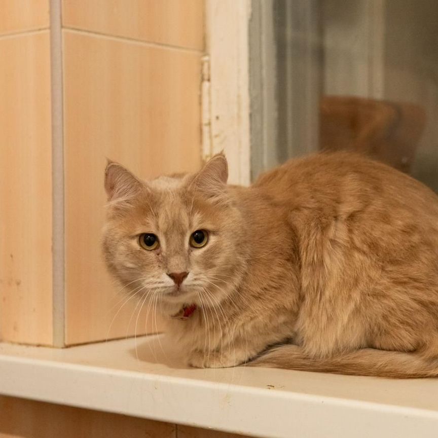 Котик в добрые руки