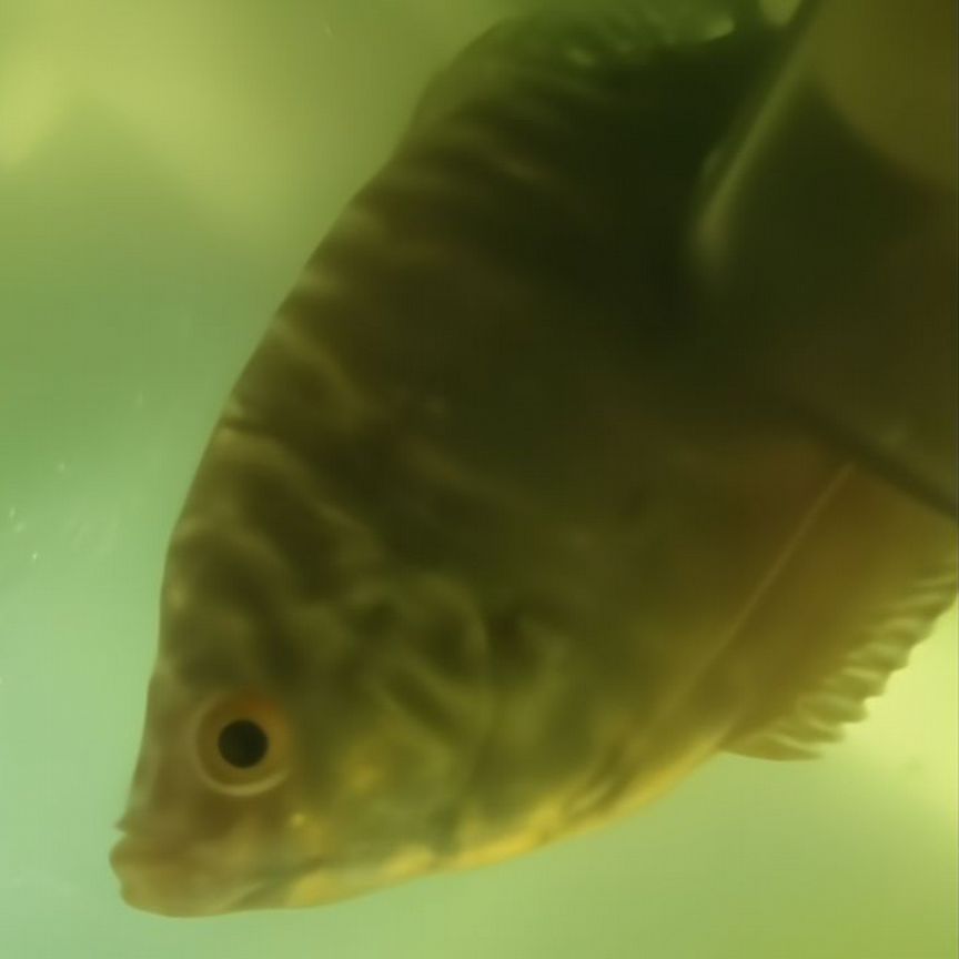 Пора взрослых гурами