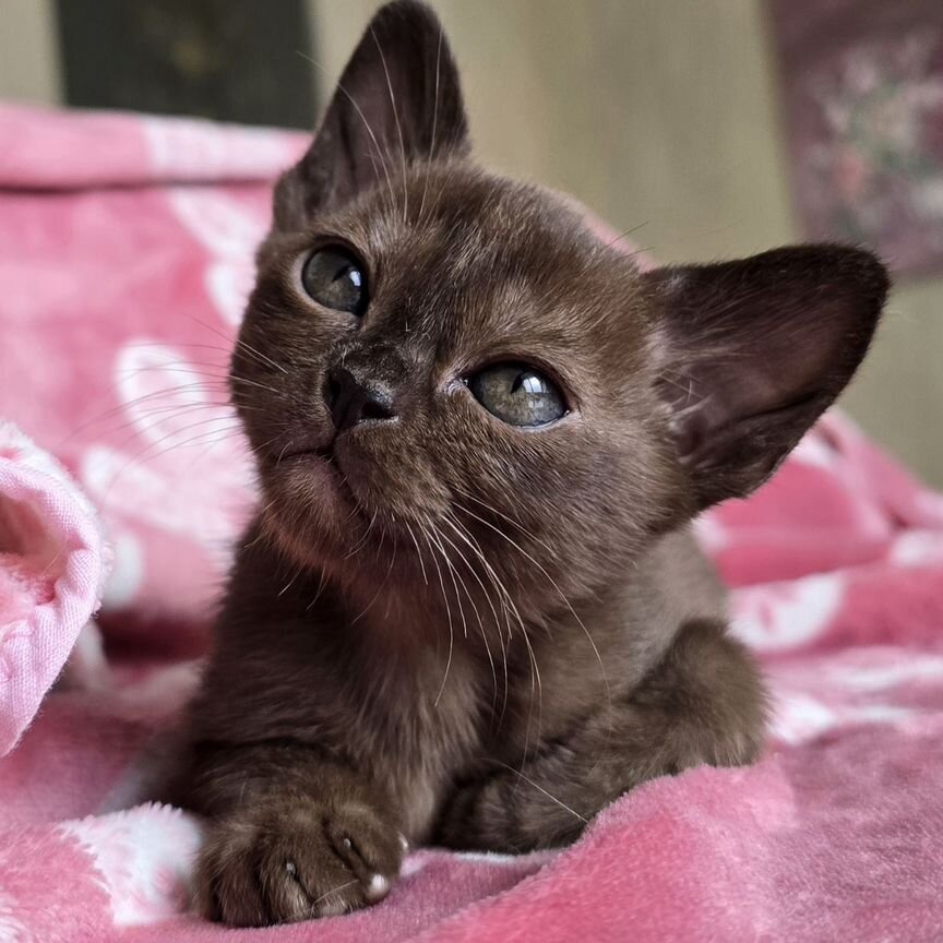 Европейский бурманский котёнок