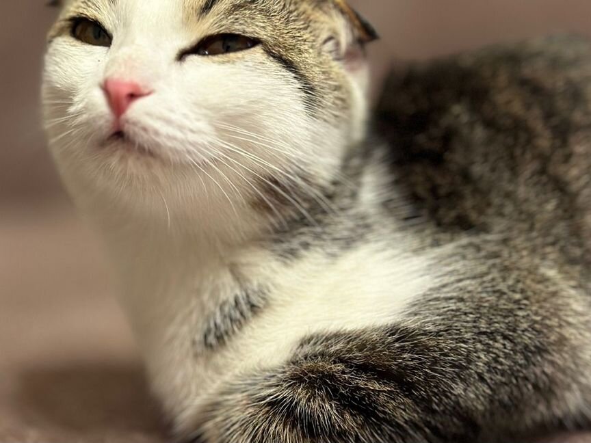 Вислоухая кошка