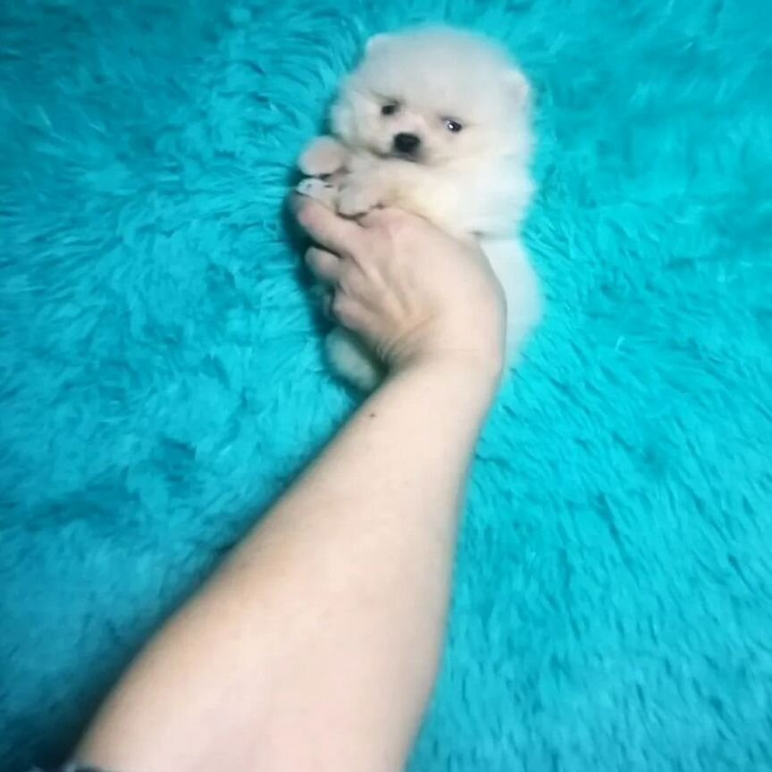 Померанский шпиц, щенок