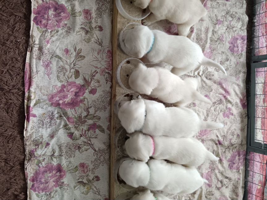 Продаю щенков лабрадора