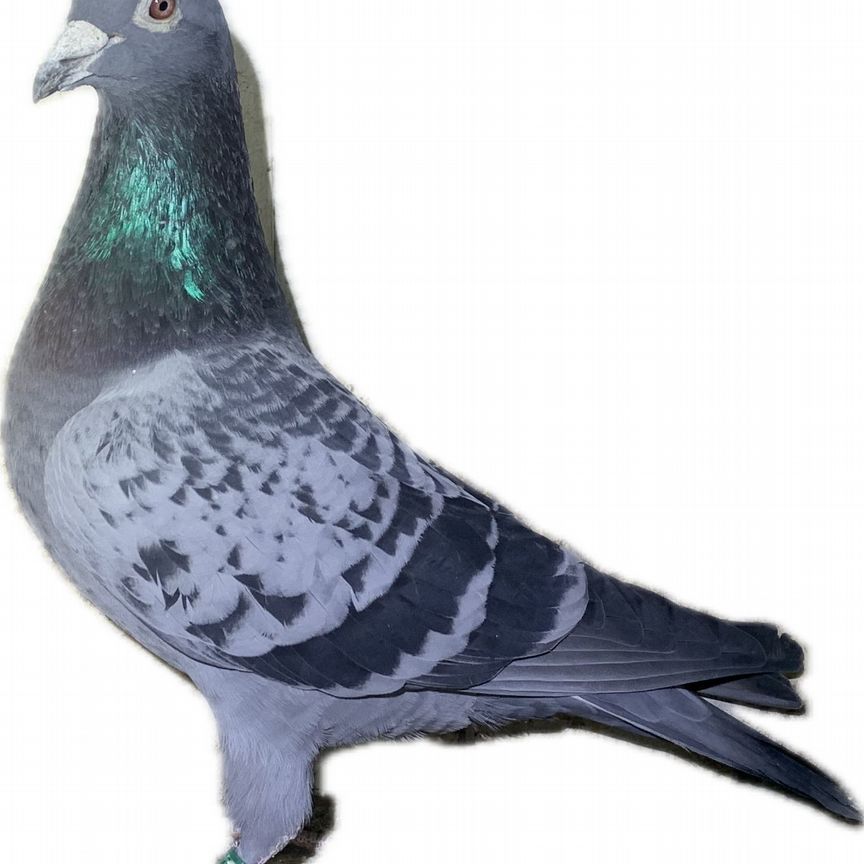 Спортивные голуби