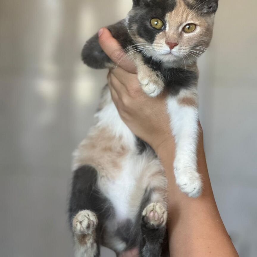 Котик в добрые руки