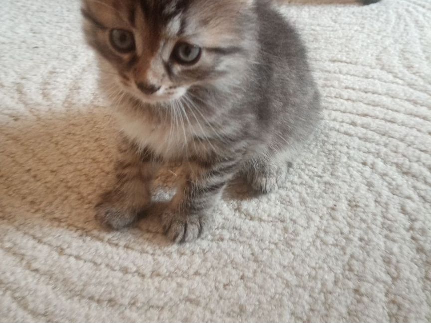 Кошка