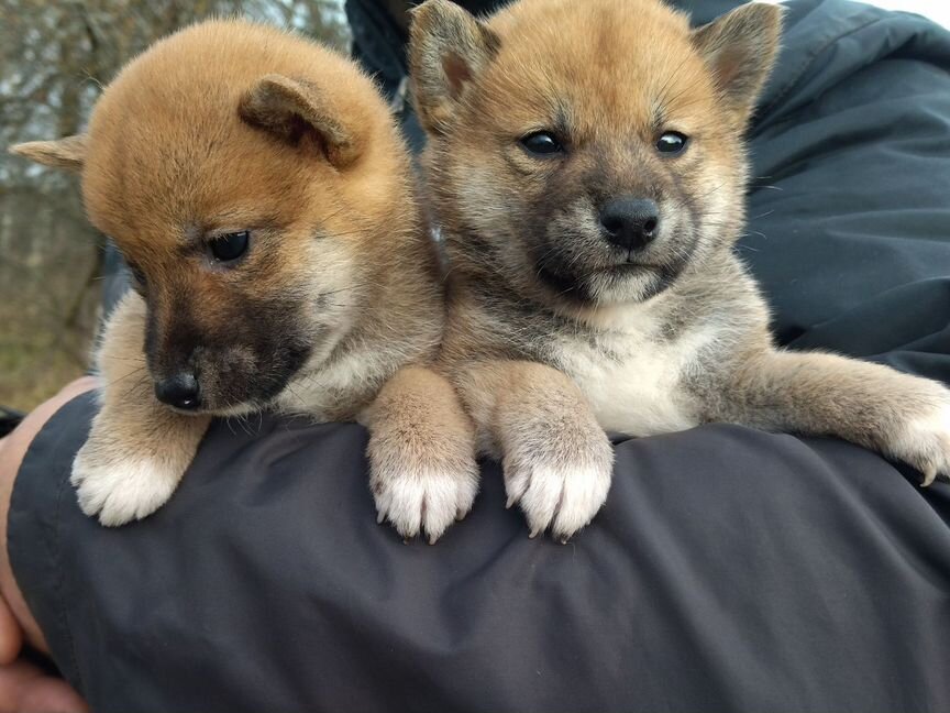 Щенки сиба ину
