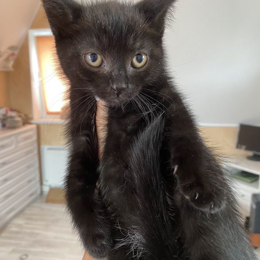 Котенок