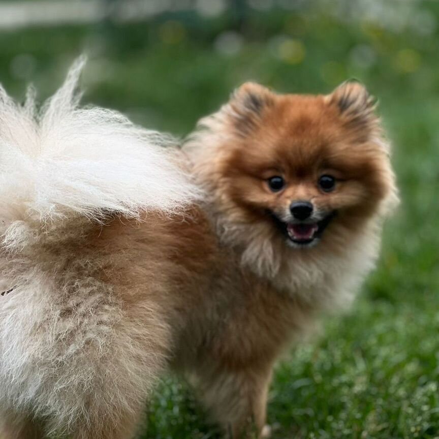 Померанский шпиц