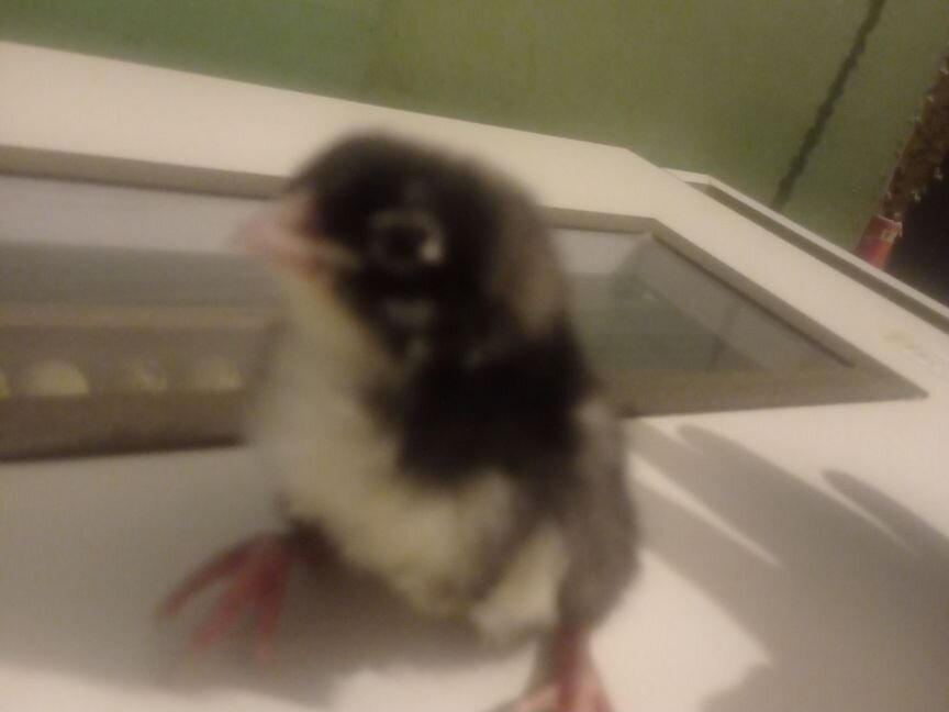 Цыплята породы Плимутрок