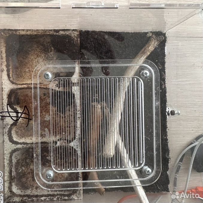 Муравьи harpegnthos venator