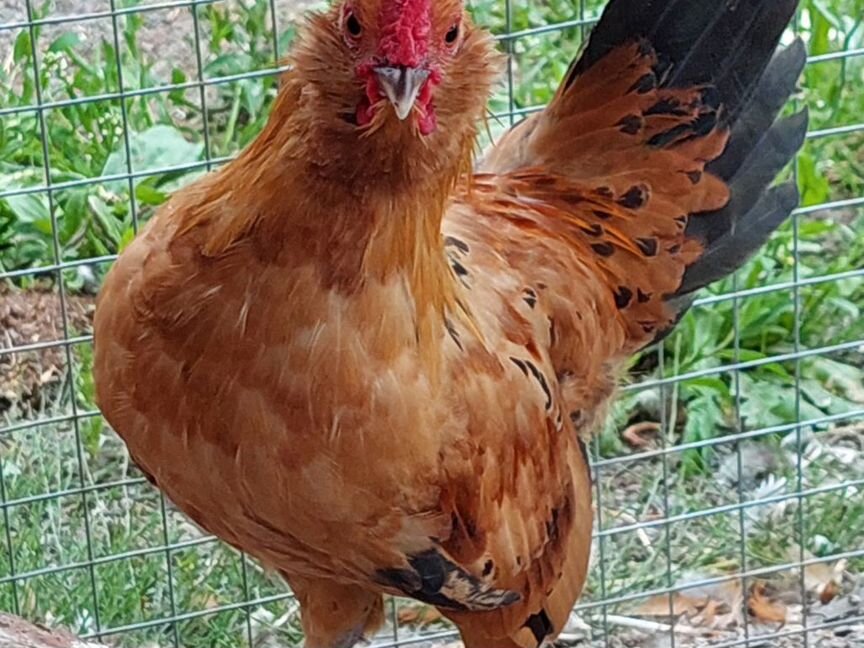 Петушки алтайской бентамки