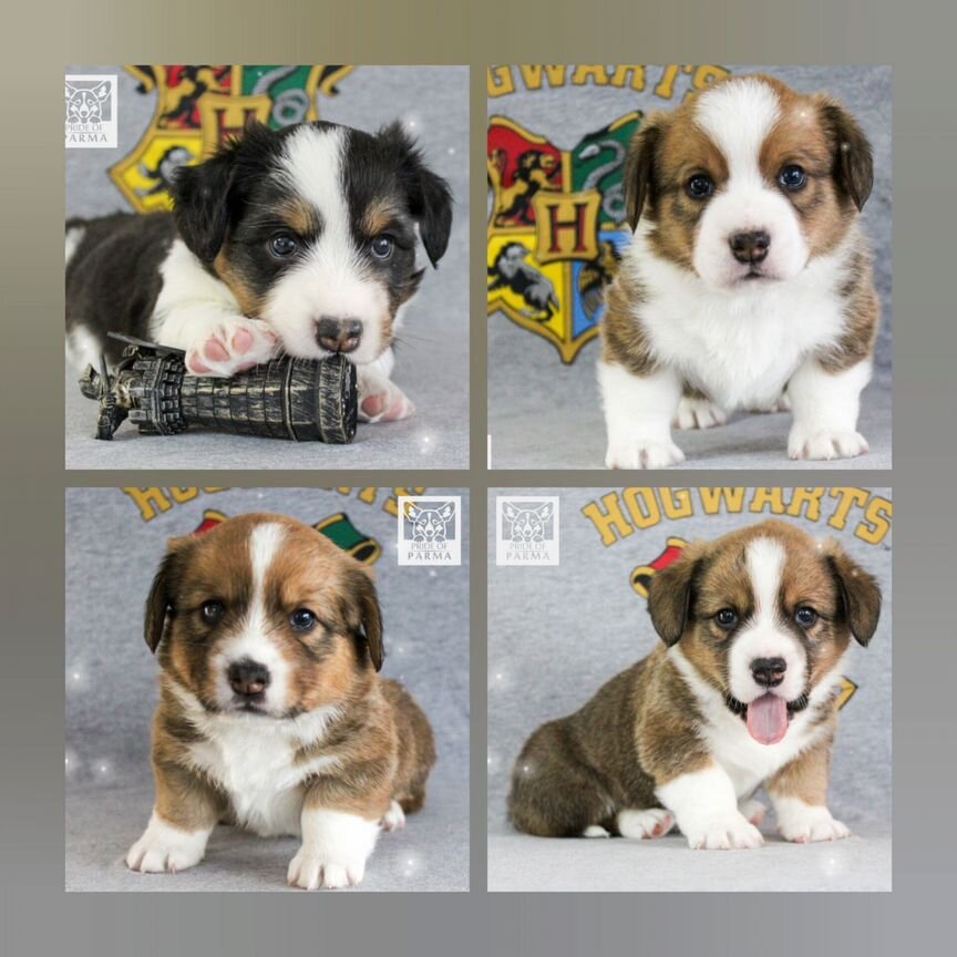 Щенки корги