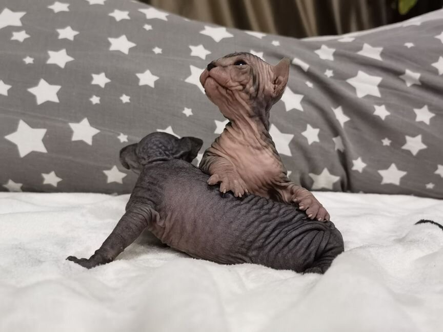 Канадский сфинкс