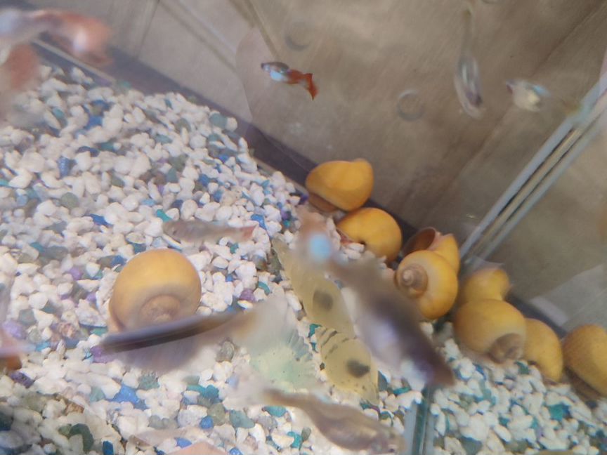 Продам улитки ампуллярия жёлтая,гуппи 50р.штука