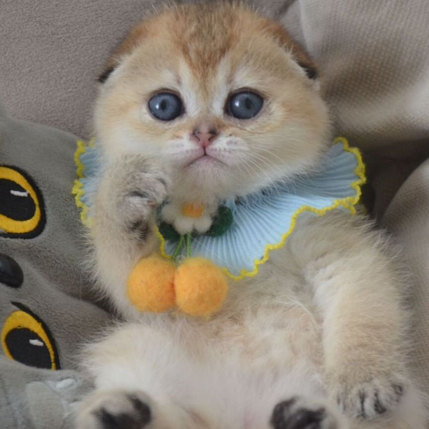 Шотландский вислоухий короткошёрстный котёнок