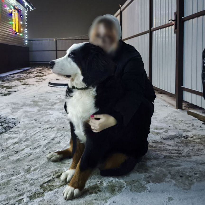 Бернский зенненхунд, щенок