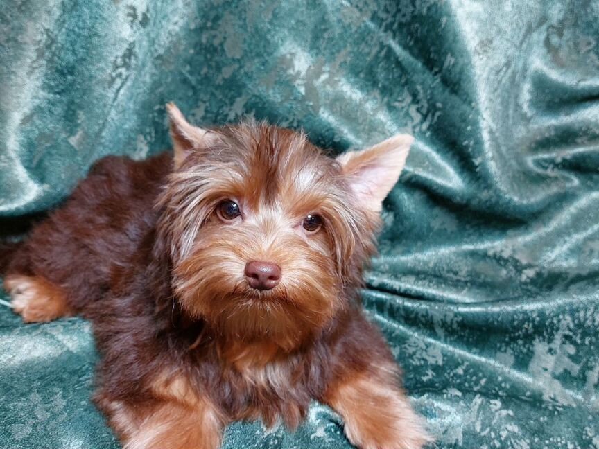 Шоколадный нос -йорк