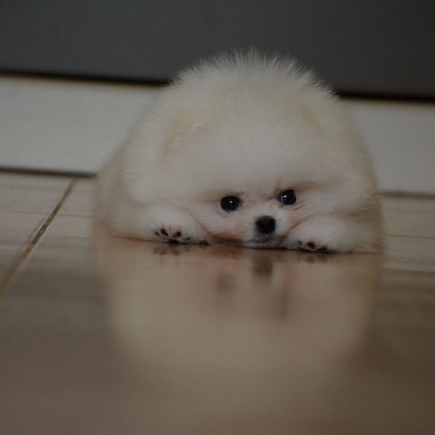 Померанский шпиц медвежьего типа