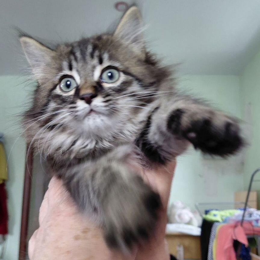 Сибирский котёнок