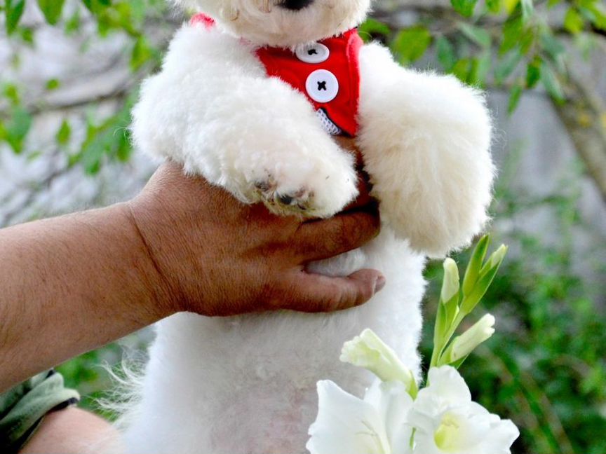 Малыш Вилли