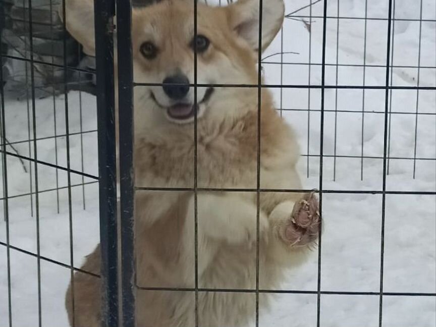 Вельш-корги пемброк