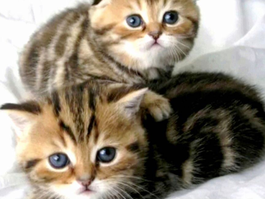 Плюшки) мрамор на золоте