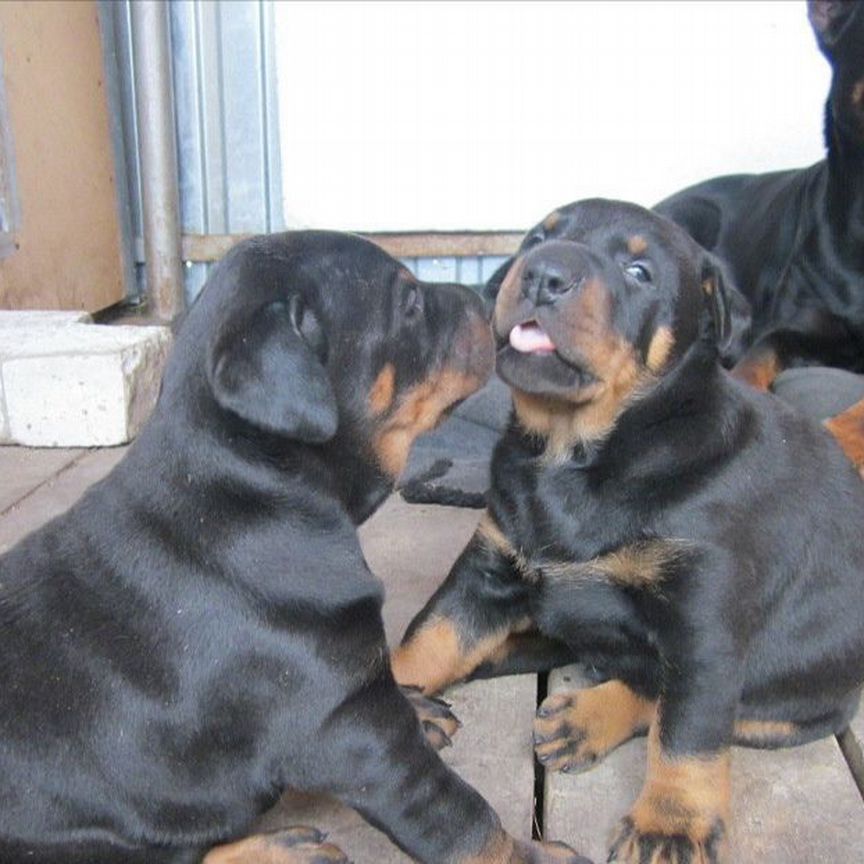 Доберманы малыши