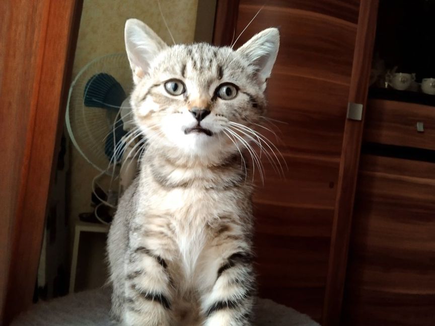 Котята в добрые руки бесплатно коты