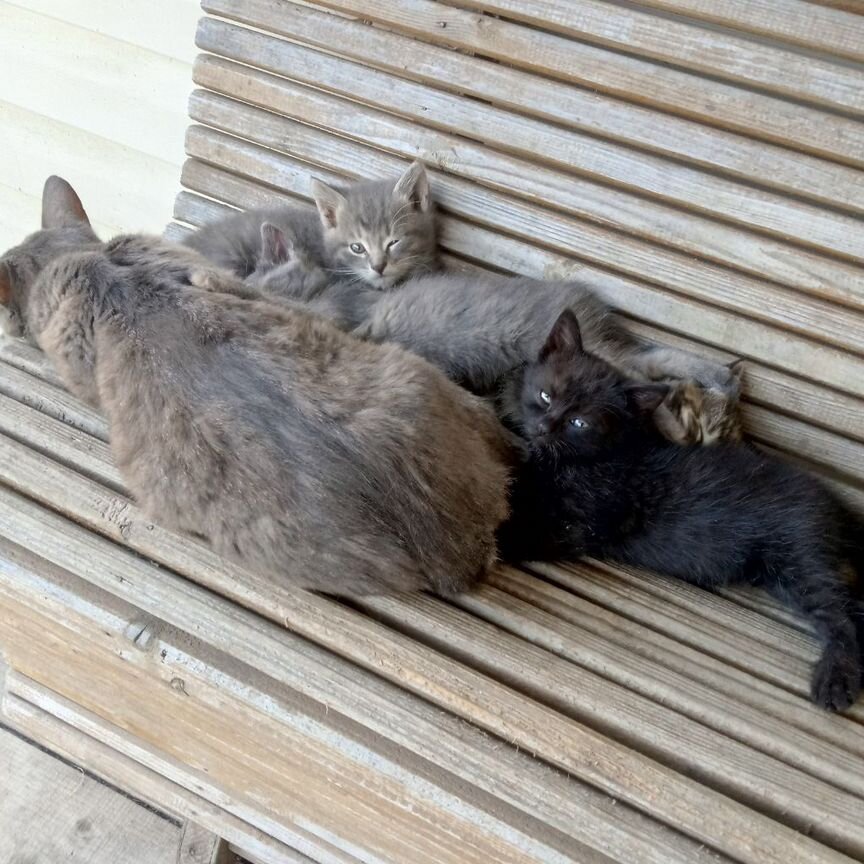 Умные, ухоженные, красивые котята